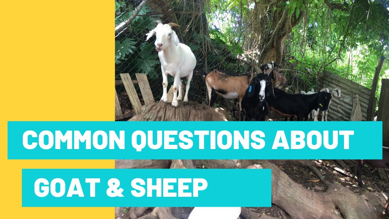 COMMON QUESTIONS ASKED BY IN-EXPERIENCE PERSON ABOUT GOAT & SHEEP ...