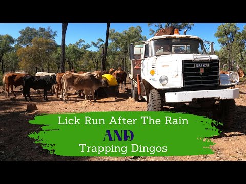 Dingo Trapping Introductory