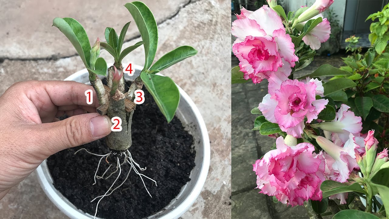 How to plant Desert roses sprout 4 sprouts on 1 stem - YouTube