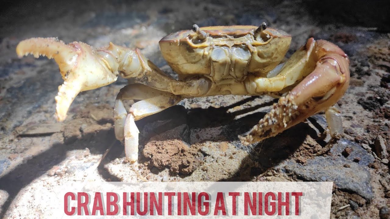 Amazing find freshwater Crabs at Mud | இரவு நேரத்தில் நண்டு வேட்டை ...