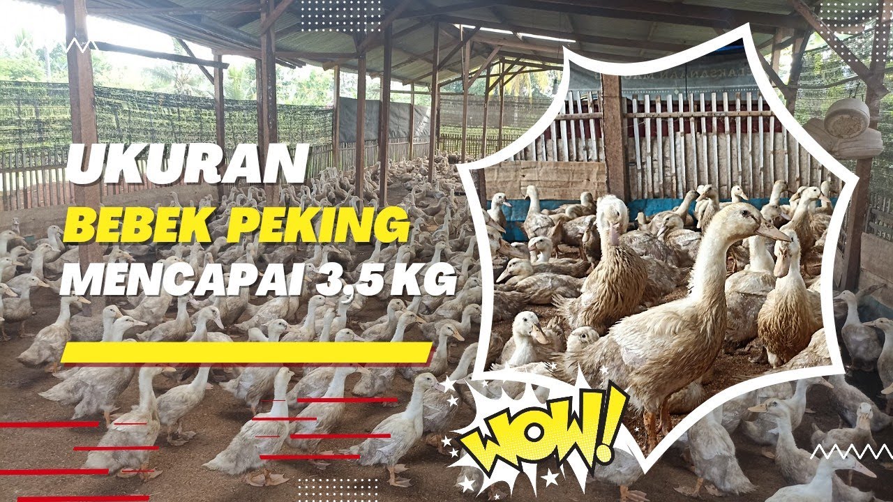 Bebek Peking seperti Basong - YouTube