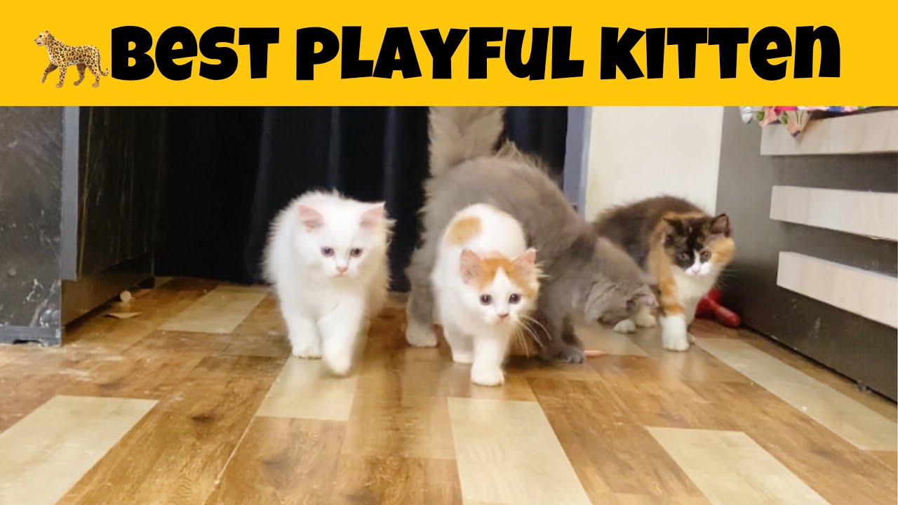 📍persian cat semi punch l |delivery all over india | 8446853378 - YouTube