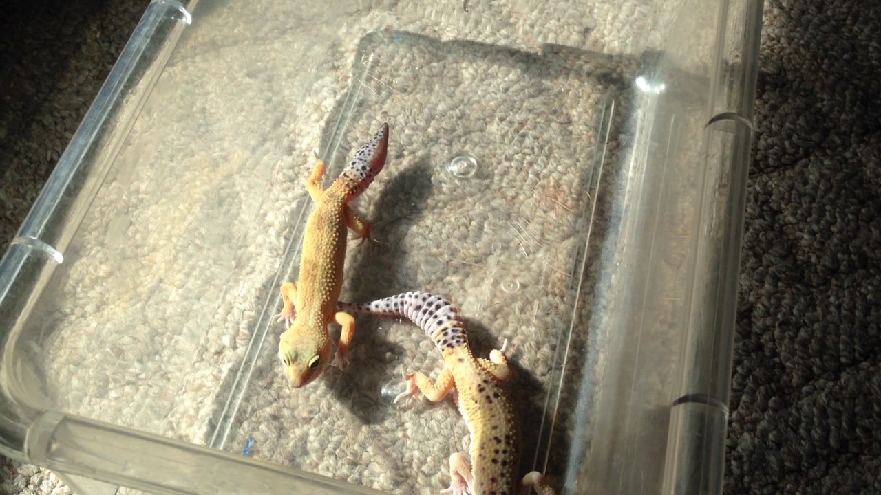 Leopard Geckos Basking In The Sunlight - YouTube