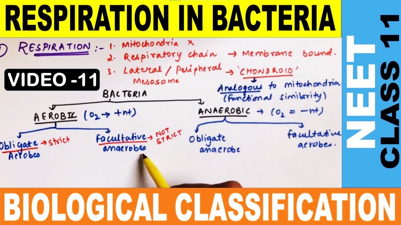 Respiration in Bacteria | Biological Classification | Monera | Class 11 ...