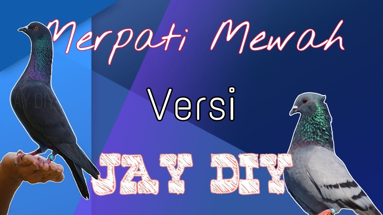 MERPATI BAGUS, STABIL, MEWAH versi JAY DIY #merpatitinggian # ...