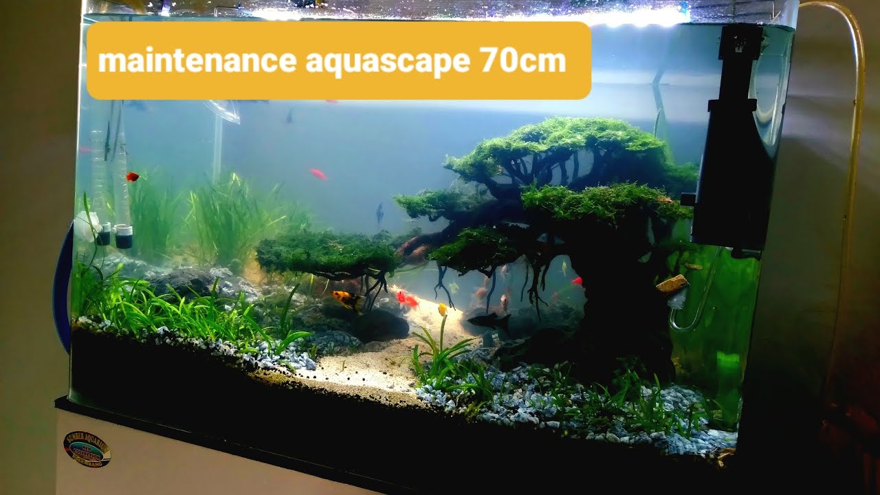 maintenance aquascape 70cm..aquarium hobby,ikan hias,glowfish,cardinal ...