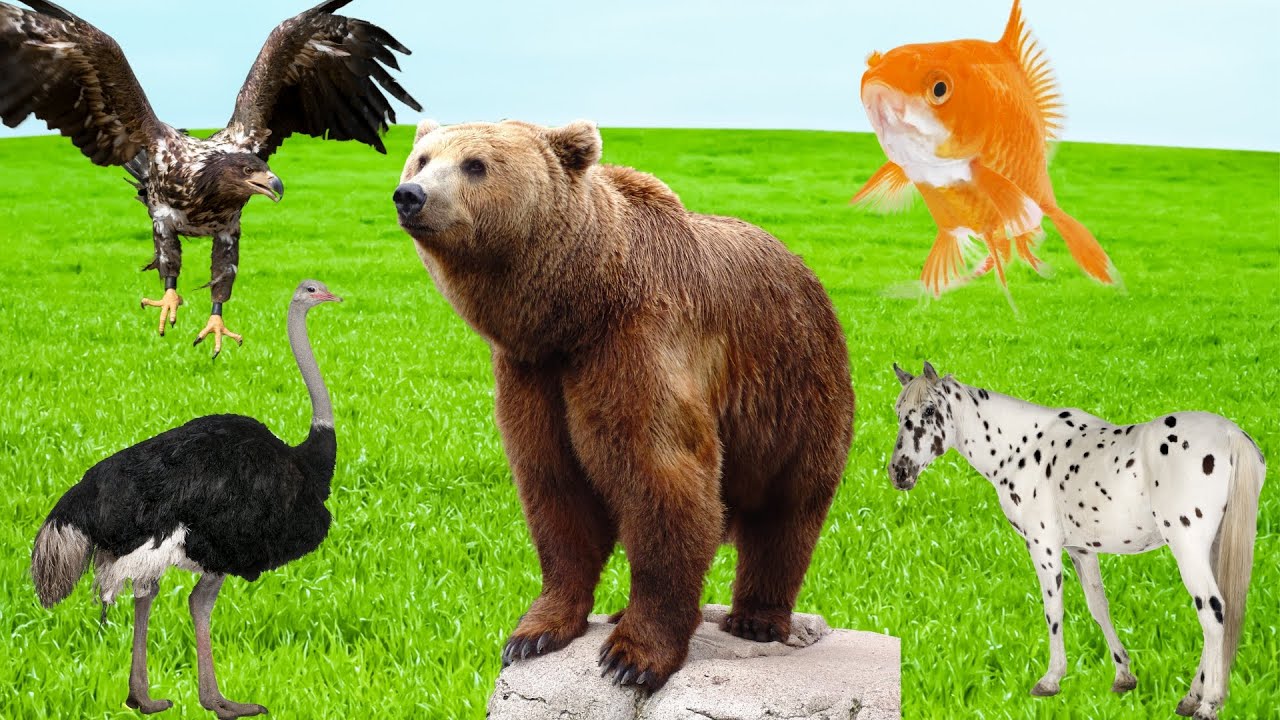 Everyday Moments of Animals - cows, chickens, horses, dolphins, sharks ...