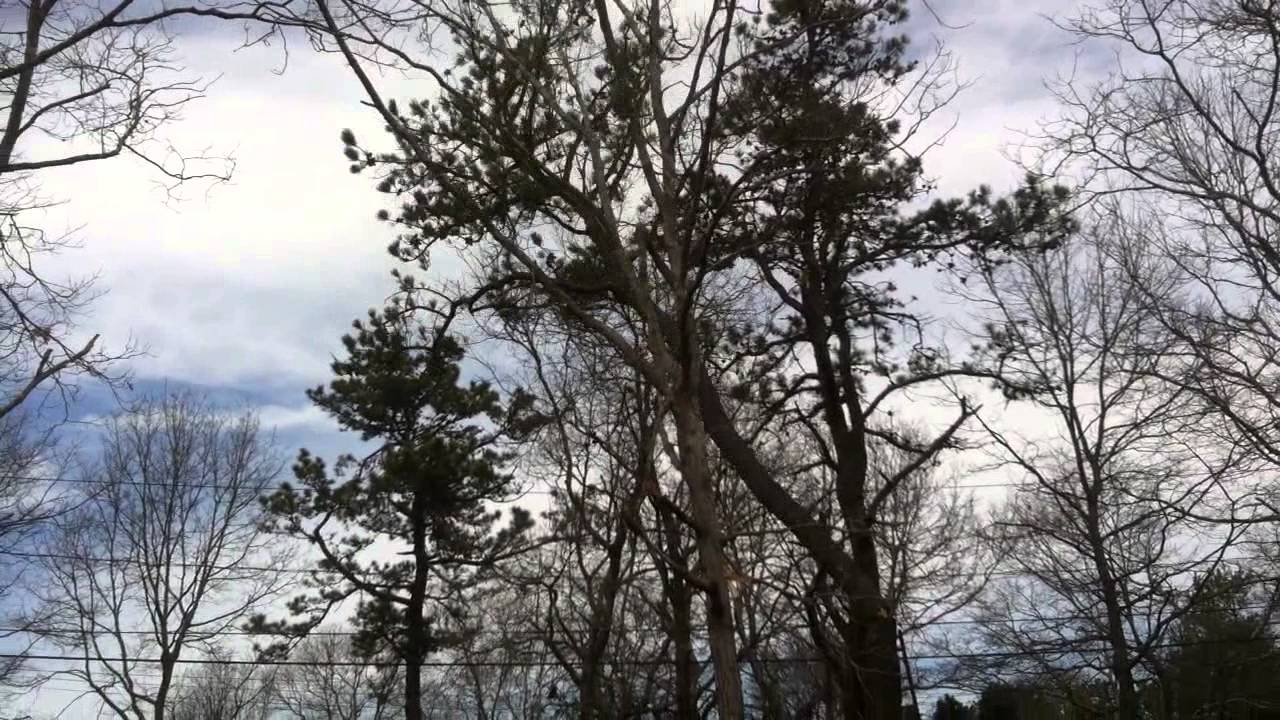 Tree Trimming FAIL - YouTube