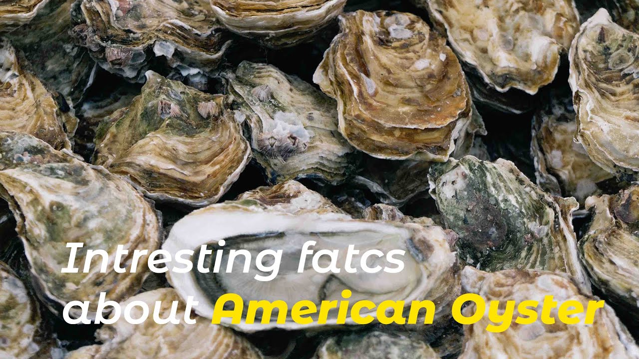Interesting facts about American Oyster || Marine Kingdom - YouTube
