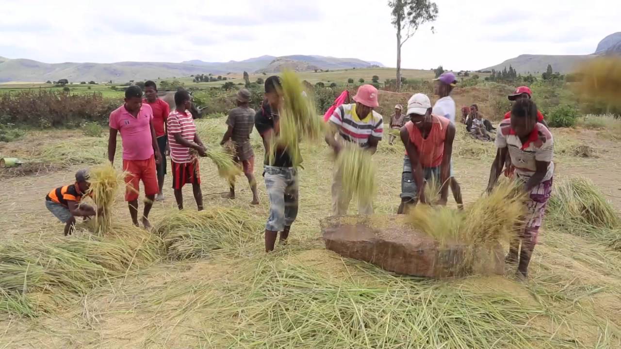 Madagascar Battage du riz / Madagascar Rice threshing - YouTube