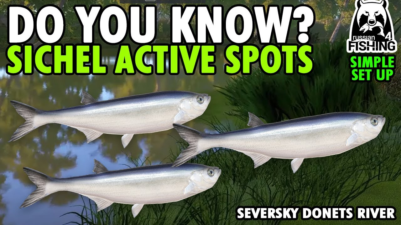 Russian Fishing 4 SICHEL SPOTS? Seversky Donets River - YouTube
