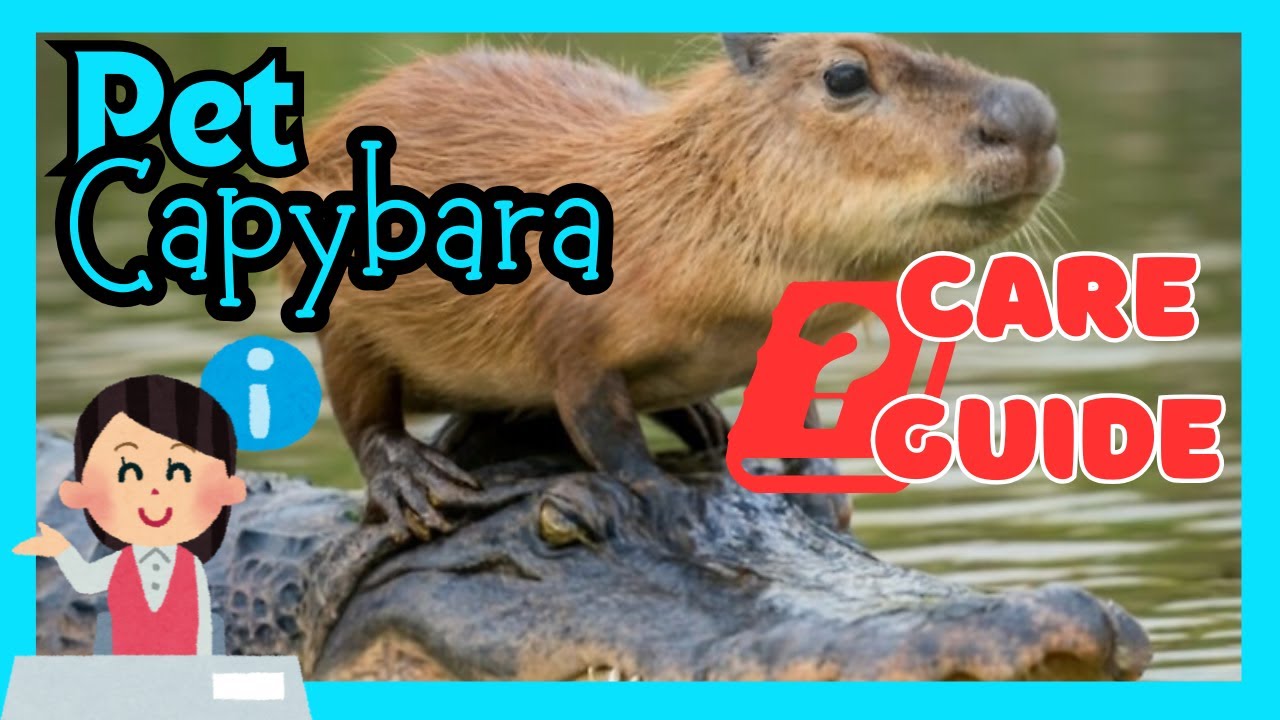 How to Get a Pet Capybara and Care for It: A Complete Guide - YouTube