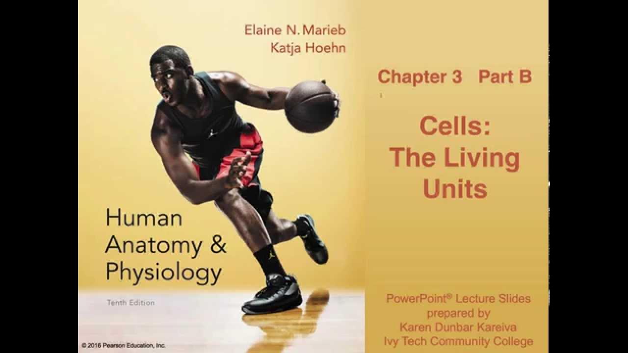 Chapter 3 Part B Cells Anatomy & Physiology Lecture - YouTube