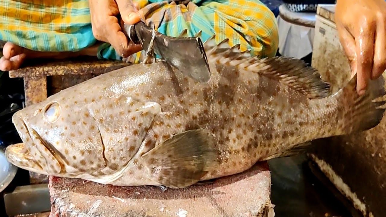 Amazing Small Giant Grouper Fish Cutting Skills In Bangladesh Fish ...