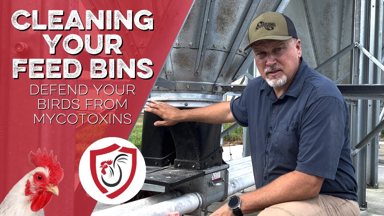 Cleaning Your Feed Bins - Protect Your Poultry Farm from Mycotoxins ...