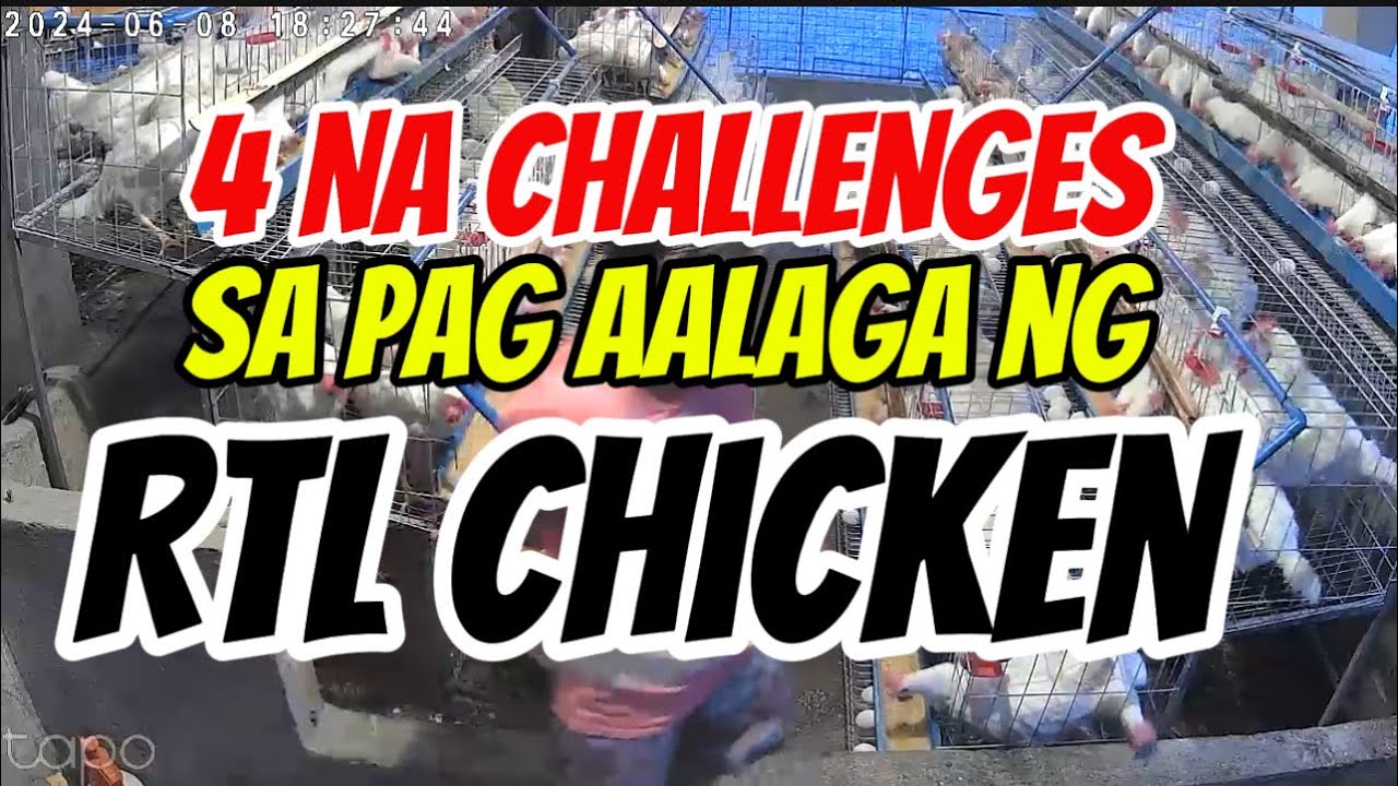 4 Exciting Challenges Of Running An Rtl Chicken Business: Tips To ...