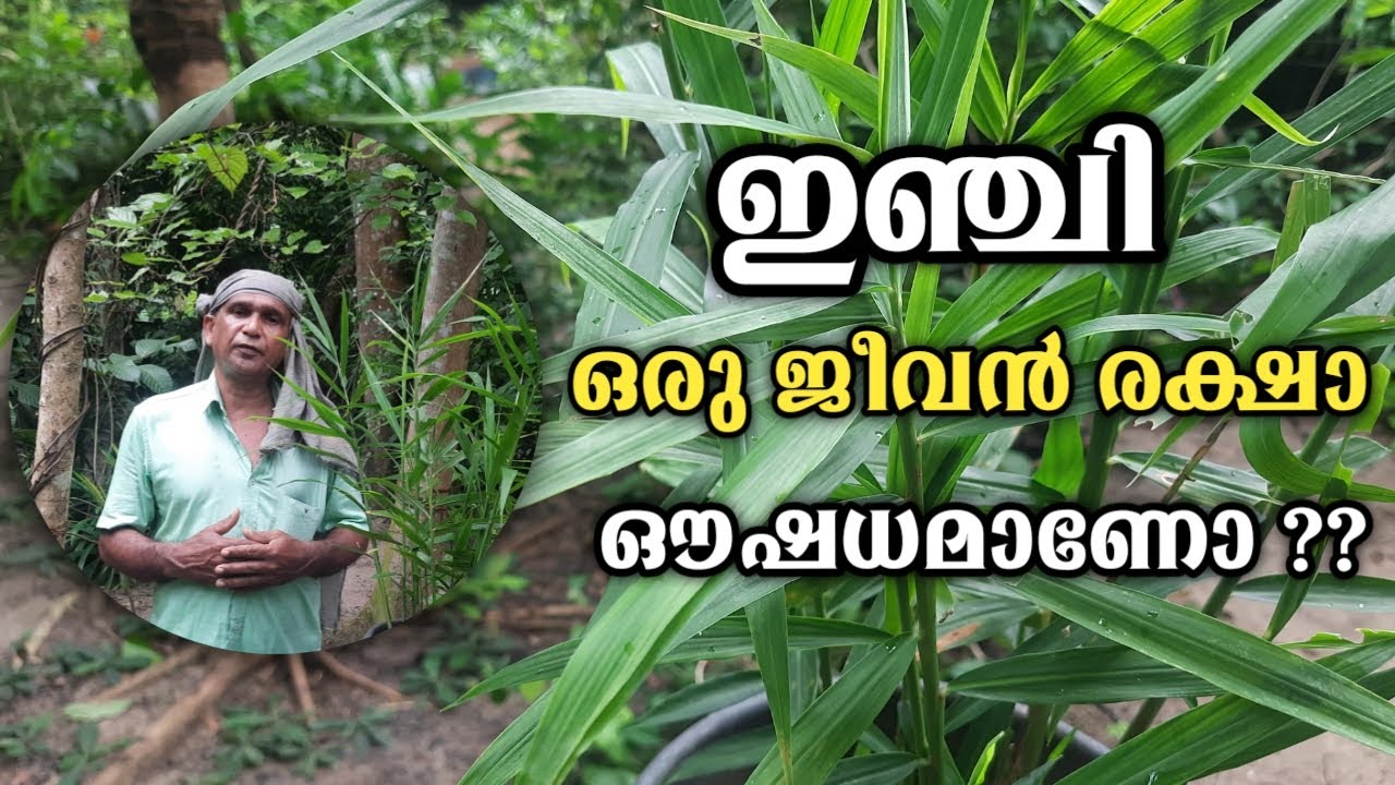 ഇഞ്ചി ഒരു ജീവന്‍ രക്ഷാ ഔഷധമാണോ ? | Zingiber officinale | Inji | Adrak ...