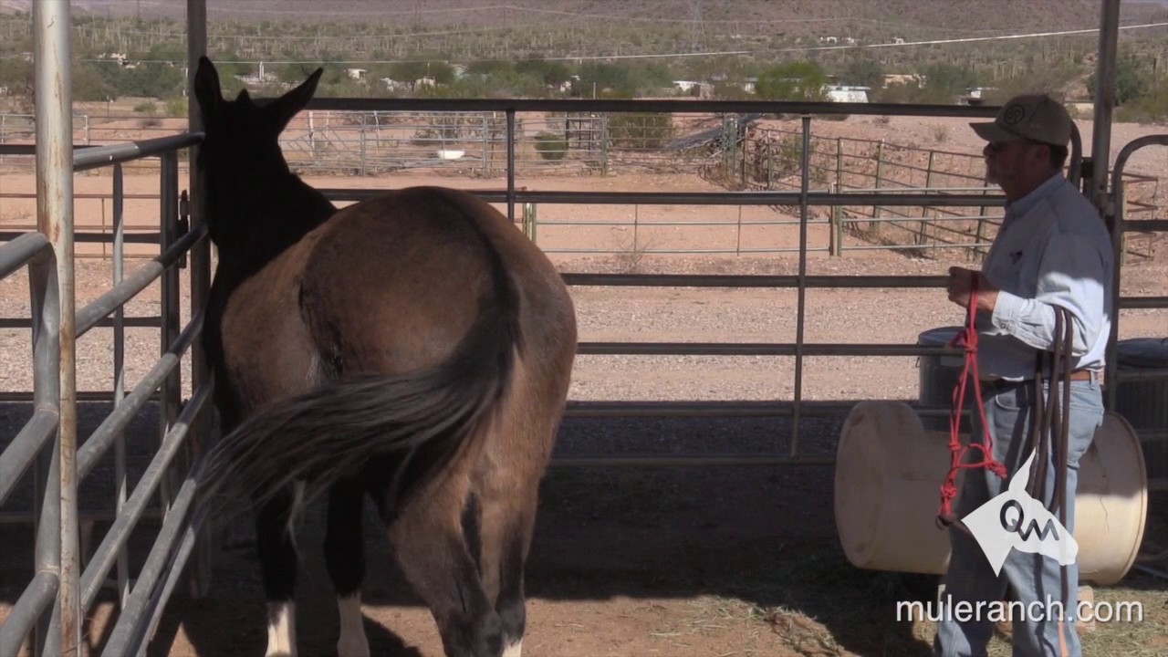 Owning a Mule How to Approach Your Mule - YouTube