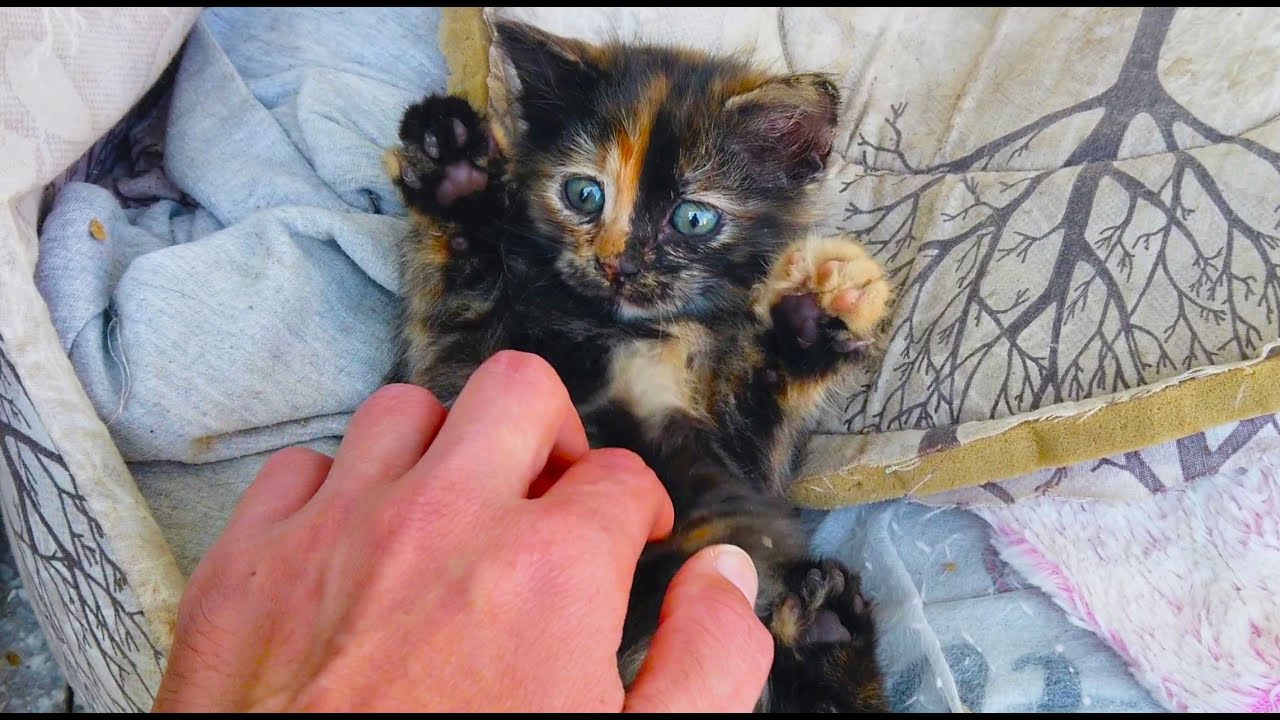 baby kittens playing together - YouTube