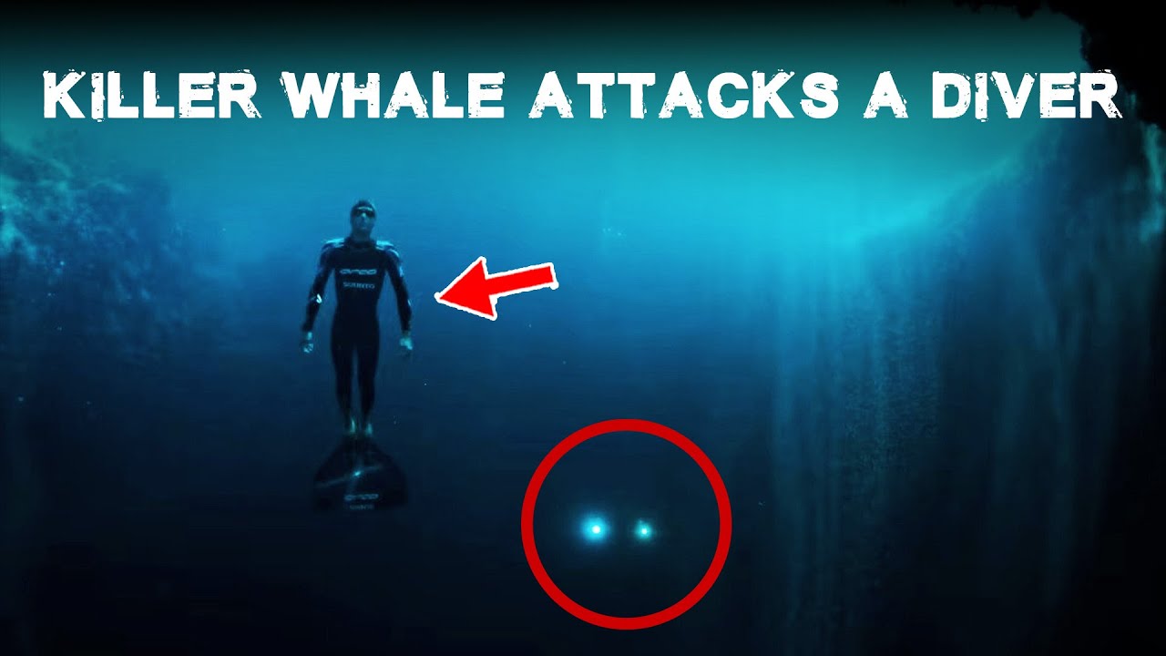 Diver Dragged Into The DEEP Ocean By A Killer Whale | Diving Gone WRONG ...