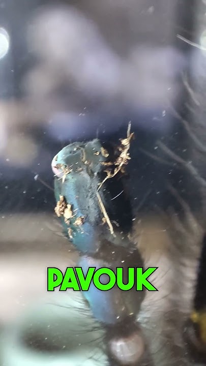 MÁ ROZTOMILEJŠÍ PACIČKY NEŽ PES #fyp#pavouk#pavouci#chov#chovatel#teraristika#cz#czech#sokolik ...