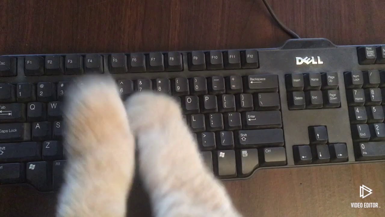 A cat sending an email - YouTube