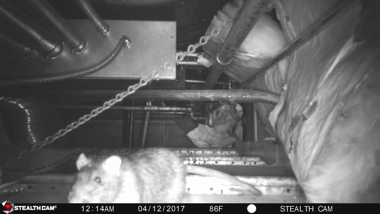 FINDING RAT ACTIVITY IN A DROP CEILING - YouTube