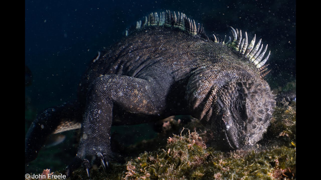 Galapagos Diving Expedition in 4K UHD - Relaxation Video - YouTube