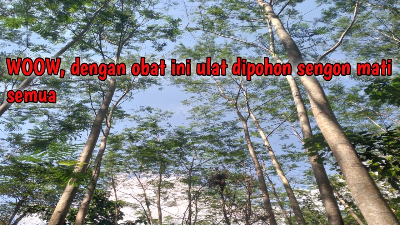 cara mengobati pohon sengon yang terserang hama ulat - YouTube
