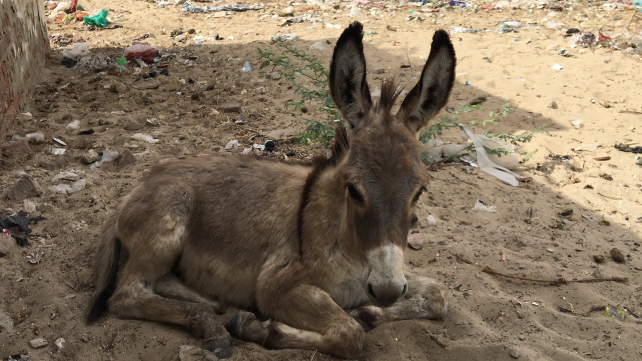 Donkey son morning time -Donkey village life video - YouTube