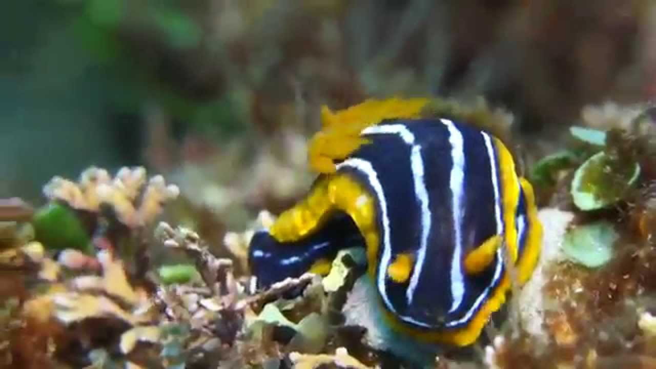 Scuba Diving at Cook Island, Tweed Heads (21 Dec 2014) - YouTube