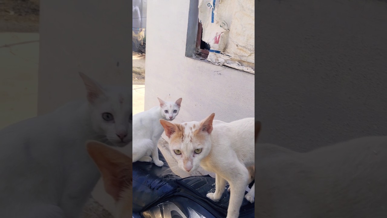 இருக்கிற வேலையை விட்டுட்டு என்ன #cats #catsfunny #catshorts #cat# ...