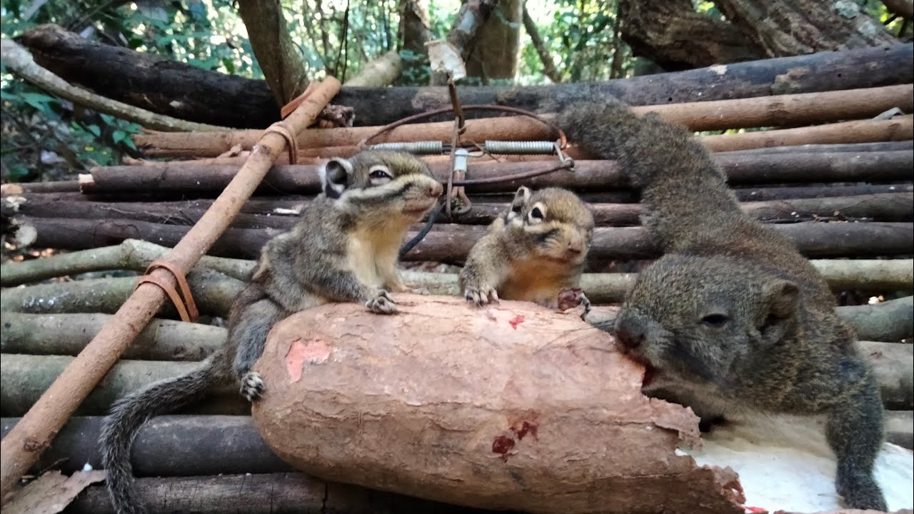 The method can catch squirrel 100% - YouTube
