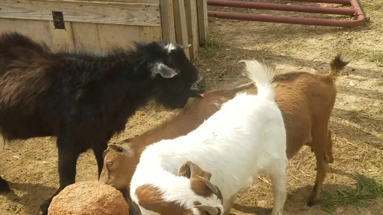 Hidden Creek Farm tour - YouTube