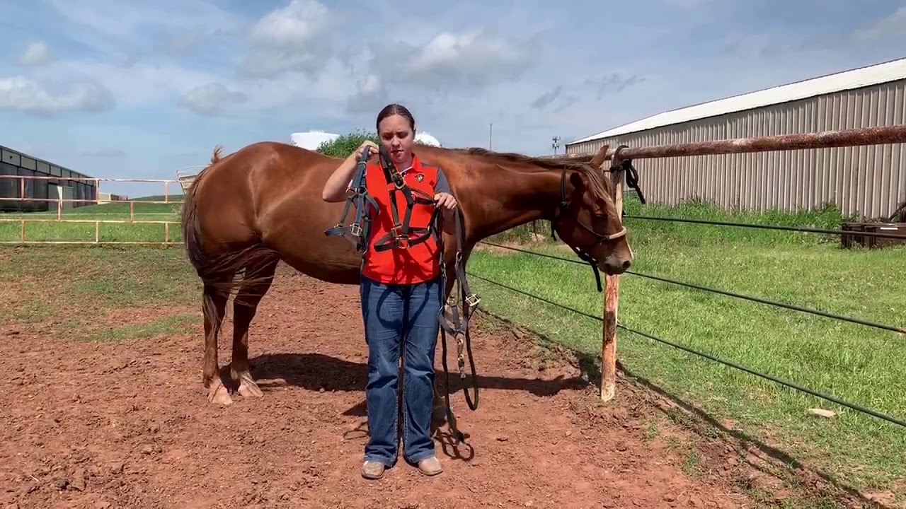 Haltering horses - YouTube