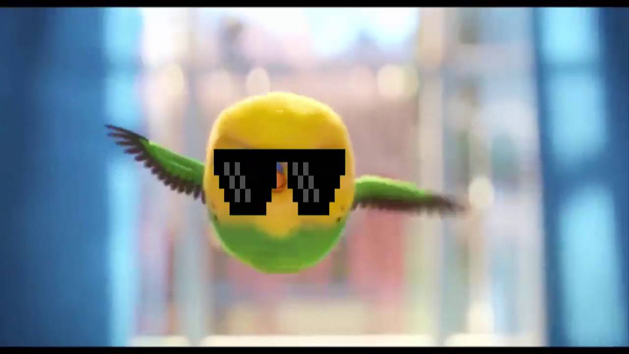 The MLG Life of Pets - YouTube