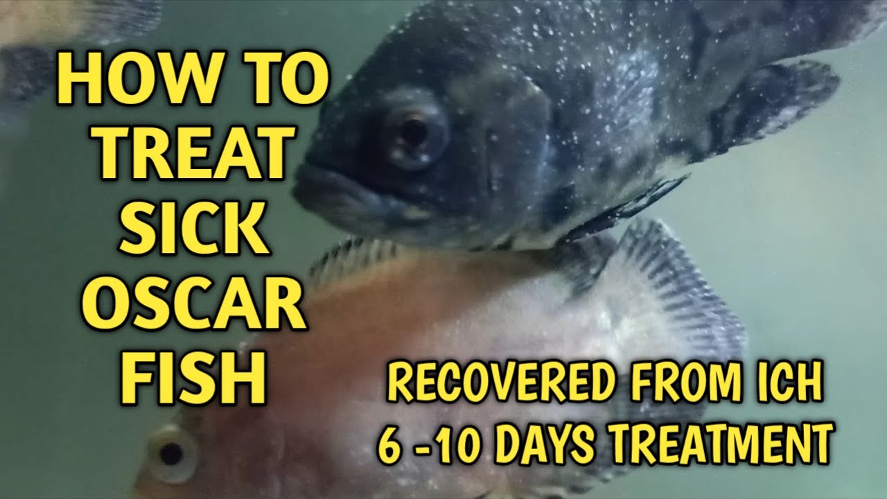 HOW TO TREAT SICK OSCAR FISH WITH ICH RECOVERED 10 DAYS HD - YouTube