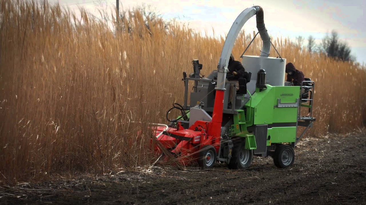 Second-Generation Biofuels: Perennial Grasses Provide Carbon-Efficient ...