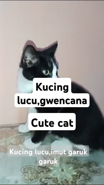 Kucing lucu garuk garuk #cat#catlover#kucinglucu#youtubeshorts# ...