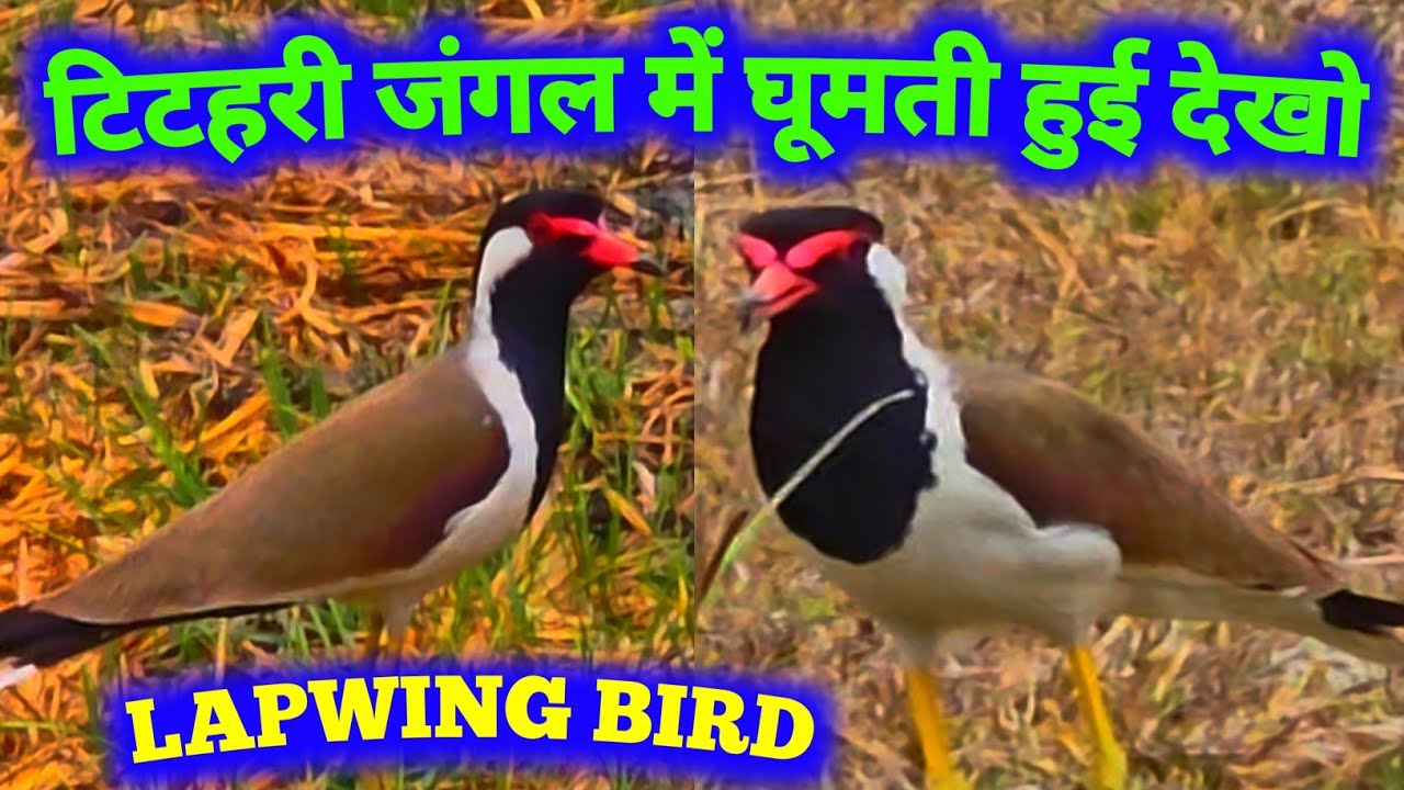 टिटहरी जंगल में घूमती हुई 🦩Titahari Bird Sound ,Beautiful Red Wattled ...