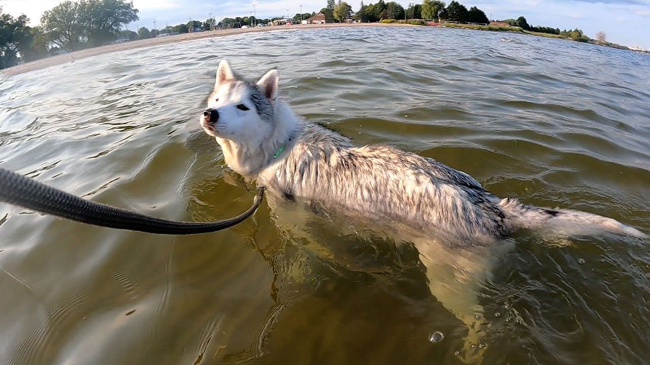 My Husky Goes Swimming in the BIG Lake! - YouTube