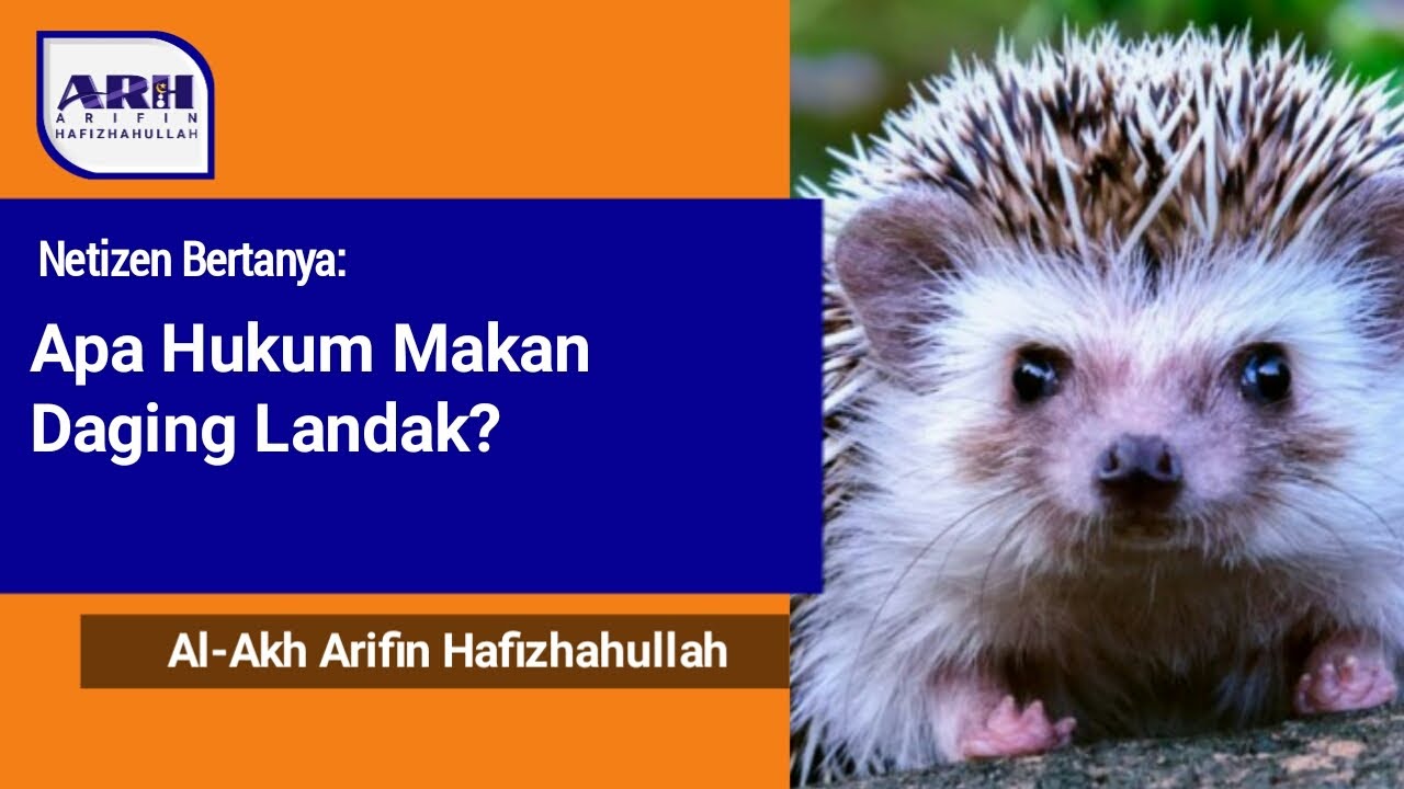 Apa Hukum Makan Daging Landak? - YouTube