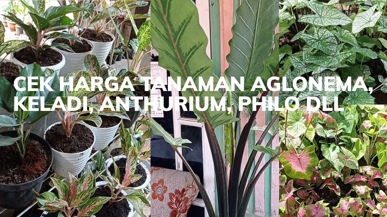 Cek Harga Tanaman Aglonema, Anthurium, Philo, keladi dan Alocasia ...