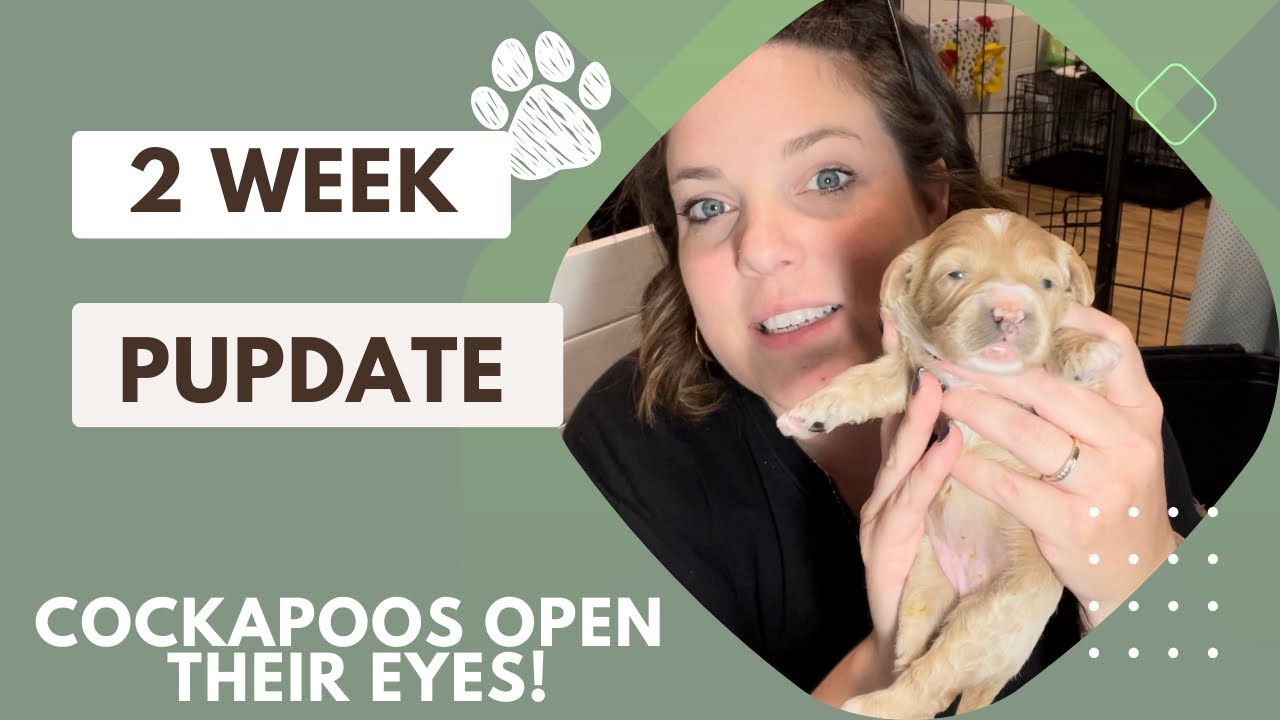 2 week update on our cockapoo puppies. Eyes are opening! - YouTube