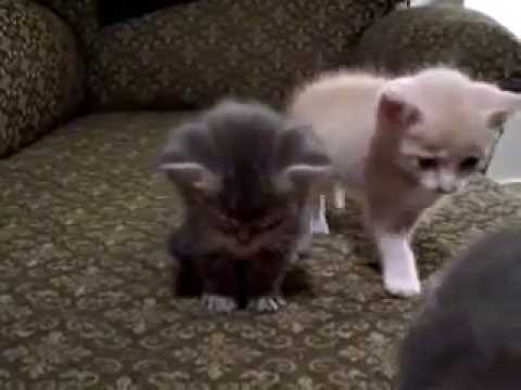 Worlds Saddest Kitten | Cute Kitten So Sad Because Of Extreme Tiredness ...