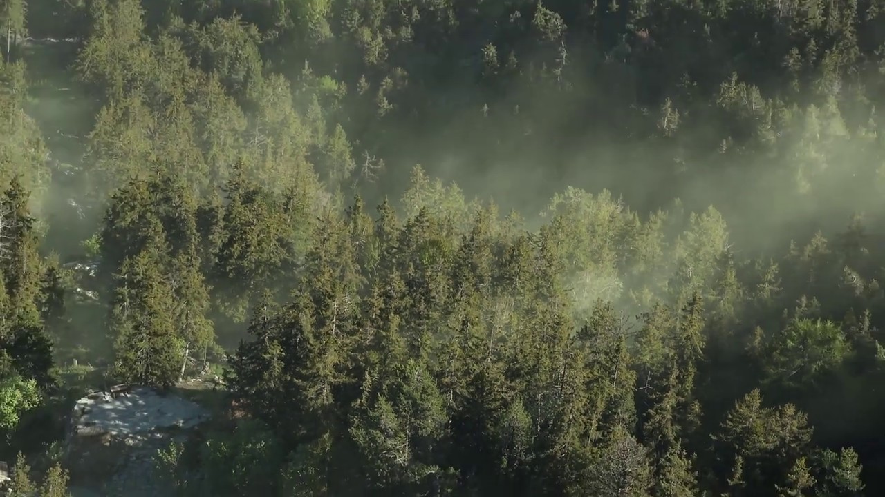 Nuages de pollen de sapins - Clouds of pinetree pollen - YouTube