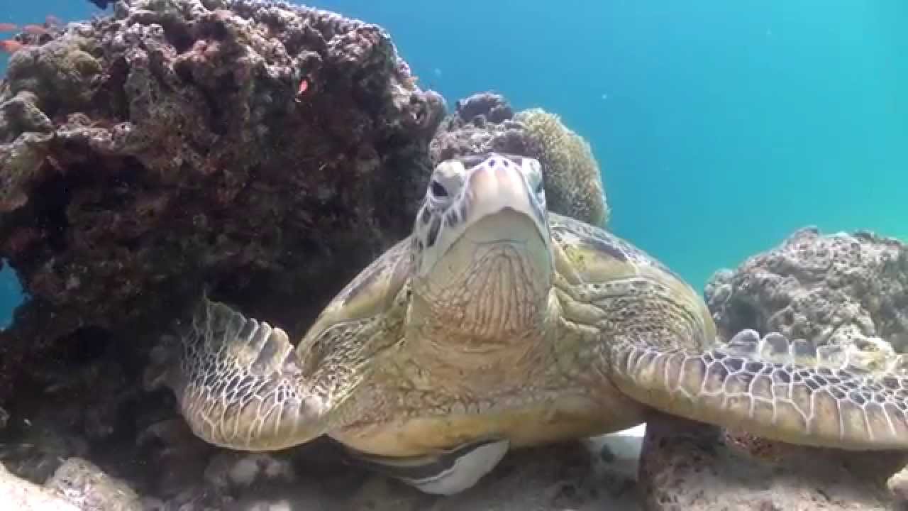 Documentary - Green Turtles of the Celebes Sea - YouTube