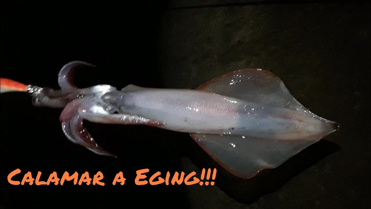Pesca del Calamar a Eging. - YouTube