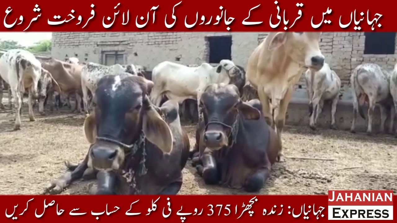 Online Cattle Form - YouTube