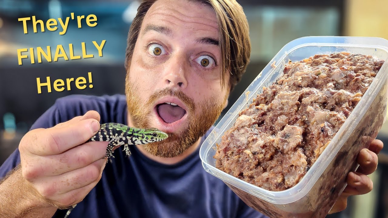 DIY Baby Tegu Food for the First Hatchlings of the Season! - YouTube